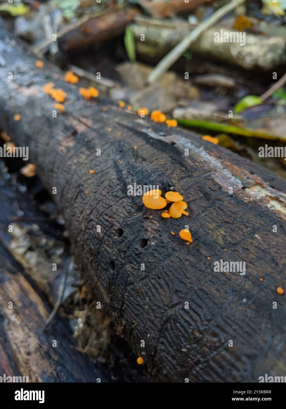 orange pore fungus (Favolaschia claudopus) Fungi Stock Photo - Alamy