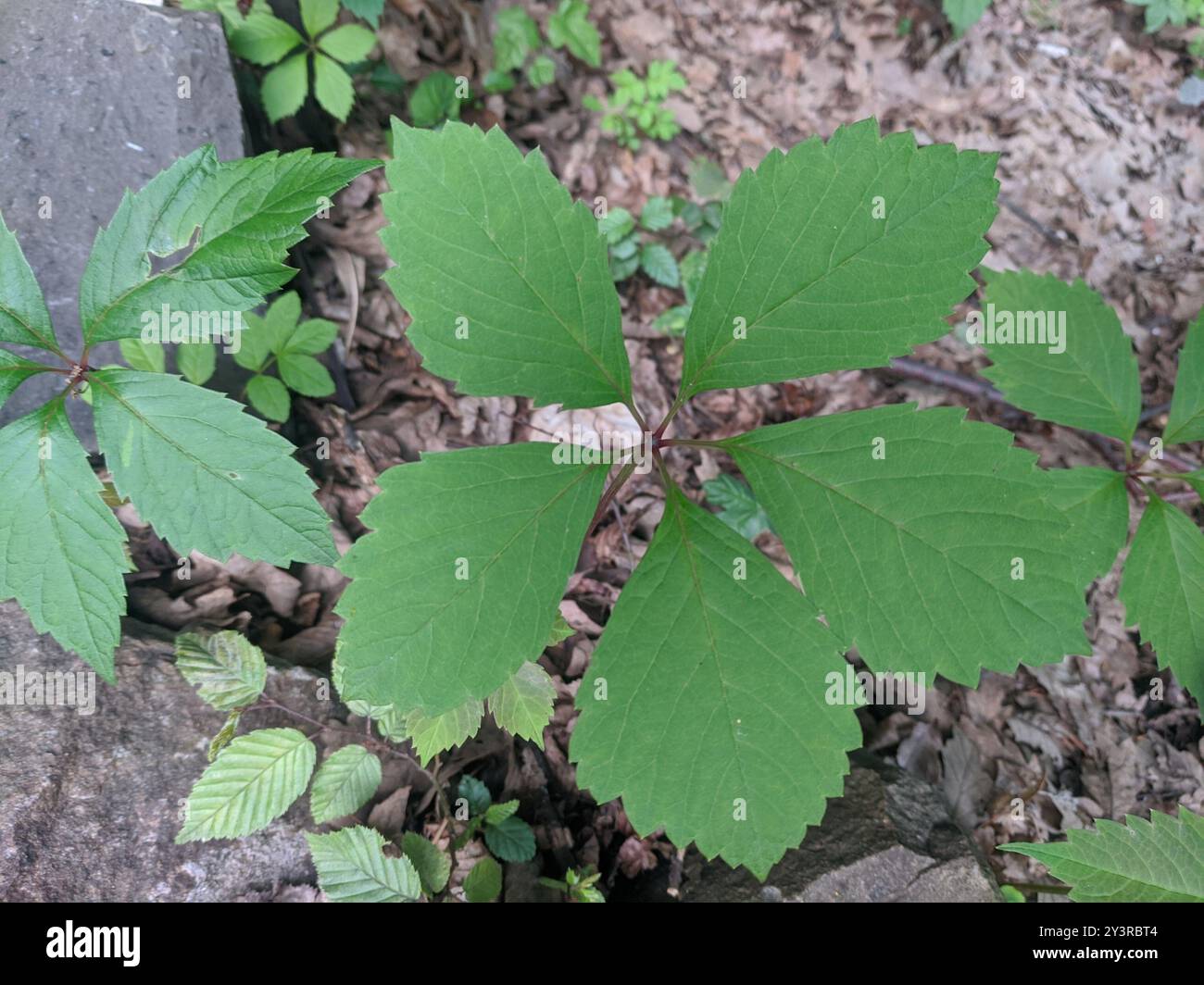 thicket creeper (Parthenocissus inserta) Plantae Stock Photo - Alamy