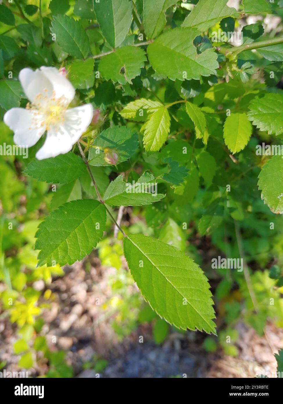 multiflora rose (Rosa multiflora) Plantae Stock Photo - Alamy