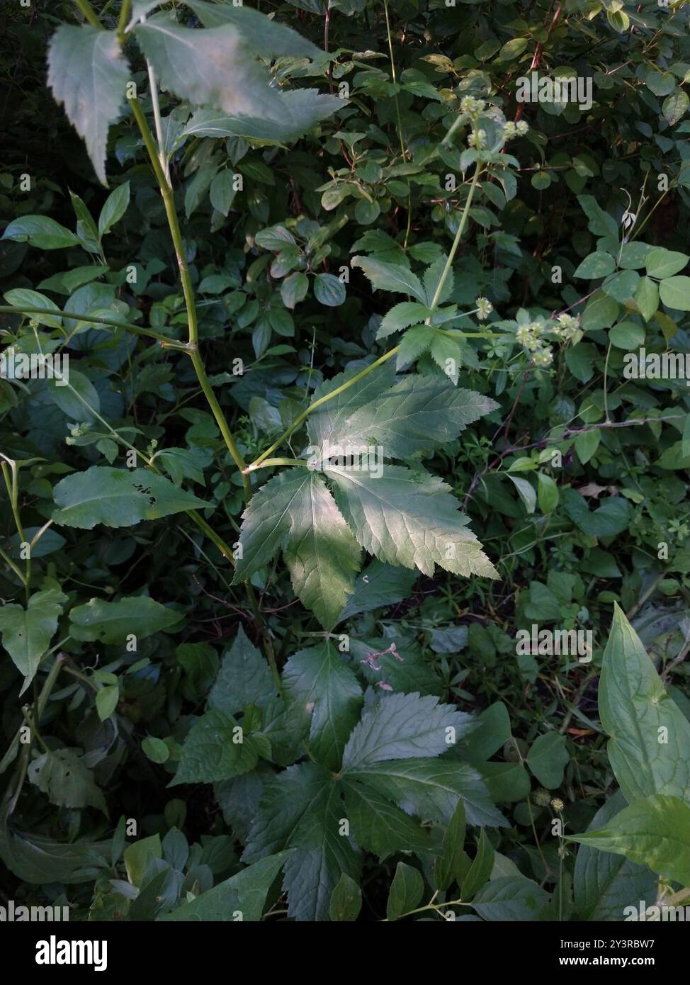 Black Snakeroot (Sanicula canadensis) Plantae Stock Photo - Alamy