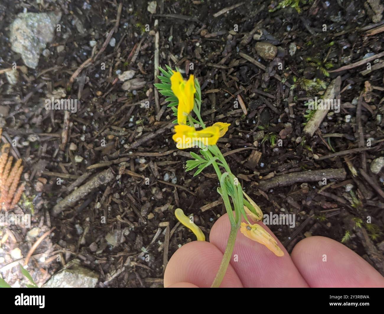 golden corydalis (Corydalis aurea) Plantae Stock Photo - Alamy
