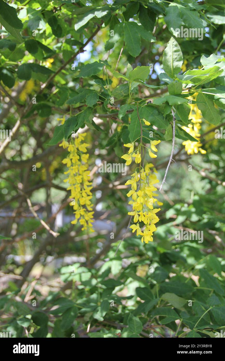 Laburnum (Laburnum) Plantae Stock Photo - Alamy