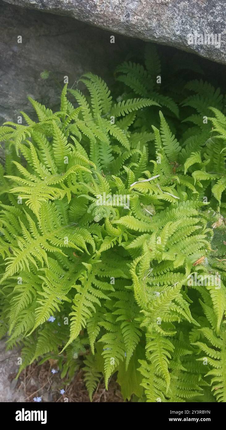 long beech fern (Phegopteris connectilis) Plantae Stock Photo - Alamy