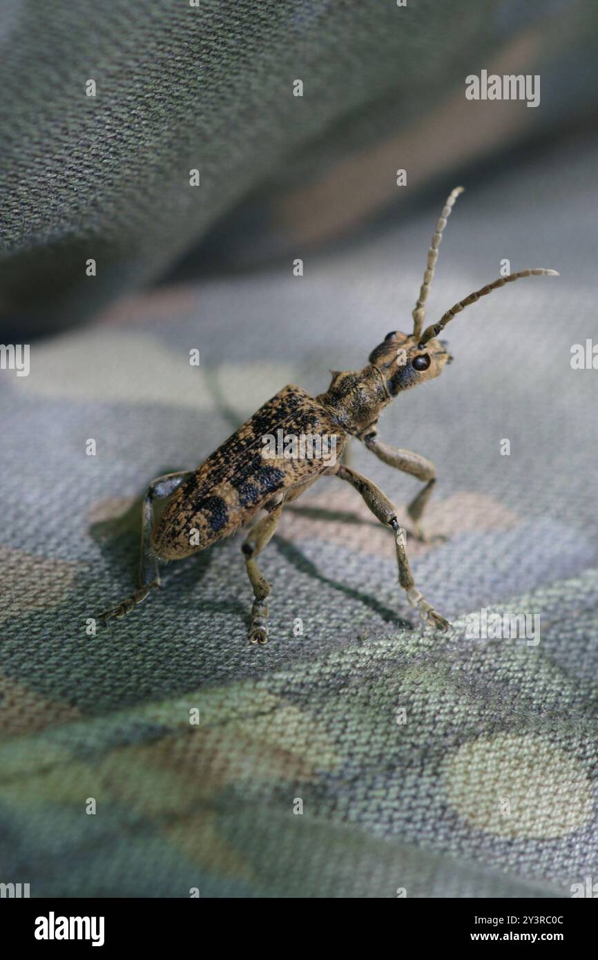 (Rhagium sycophanta) Insecta Stock Photo - Alamy