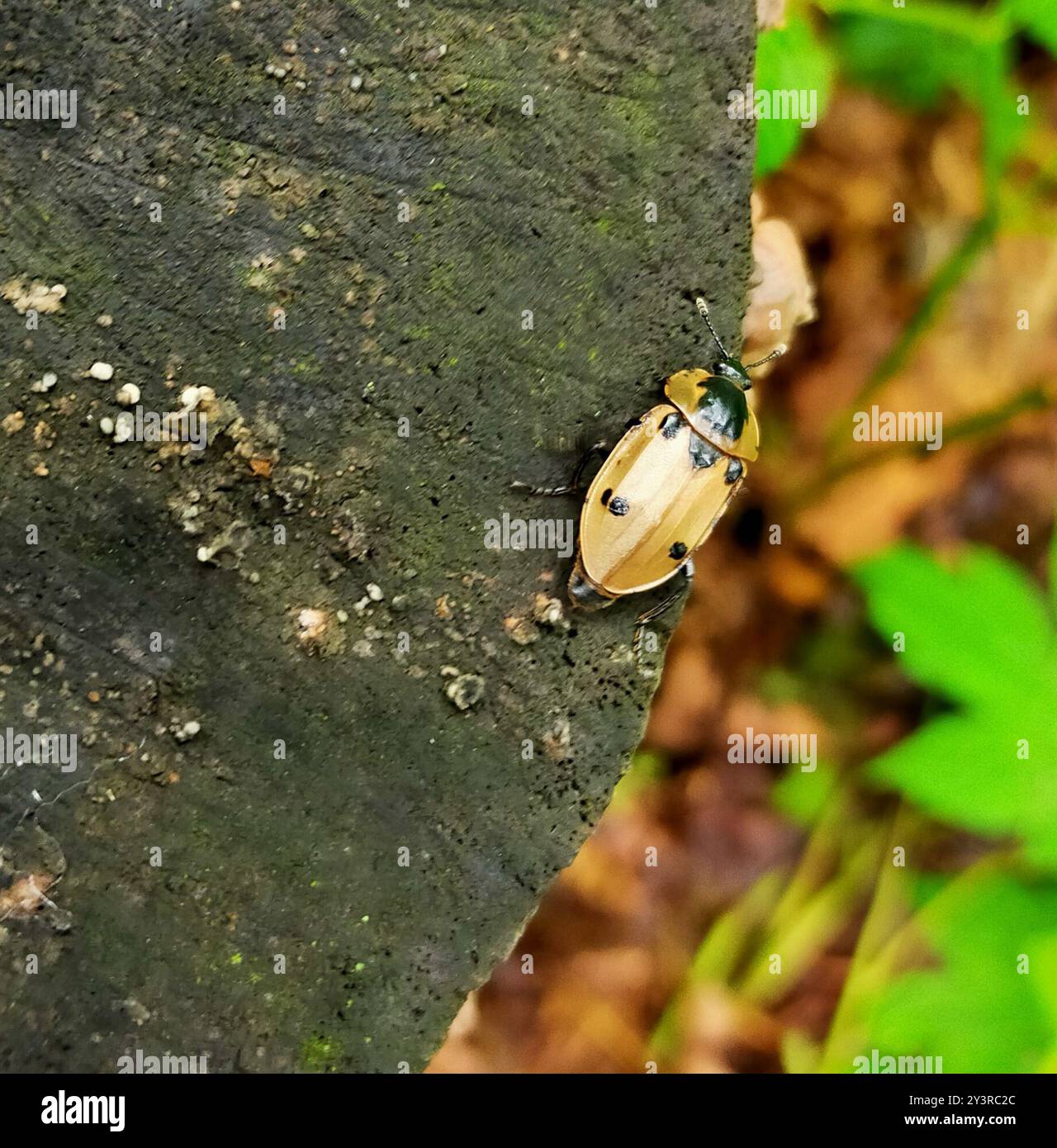 Dendroxena sexcarinata hi-res stock photography and images - Alamy