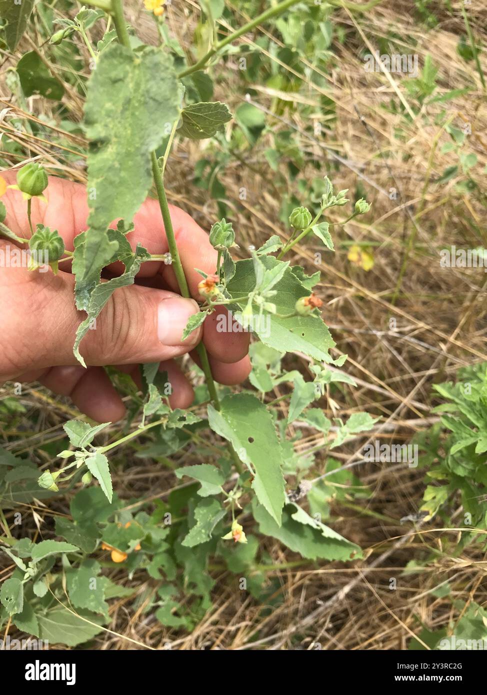 sweet Indian Mallow (Abutilon fruticosum) Plantae Stock Photo - Alamy