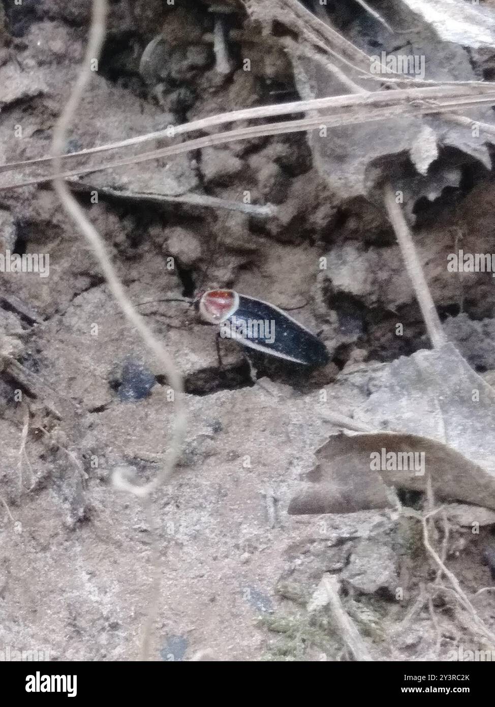 Pale-bordered Field Cockroach (Pseudomops septentrionalis) Insecta ...