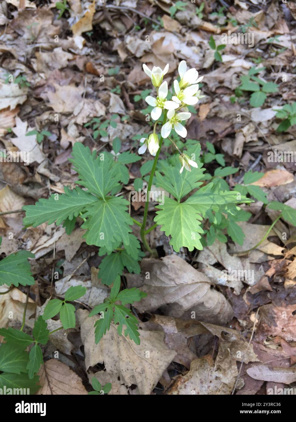 Two-leaved Toothwort (Cardamine diphylla) Plantae Stock Photo - Alamy