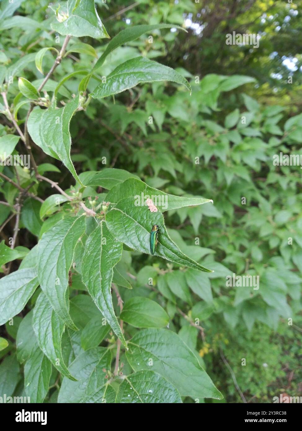 Emerald Ash Borer (Agrilus planipennis) Insecta Stock Photo - Alamy
