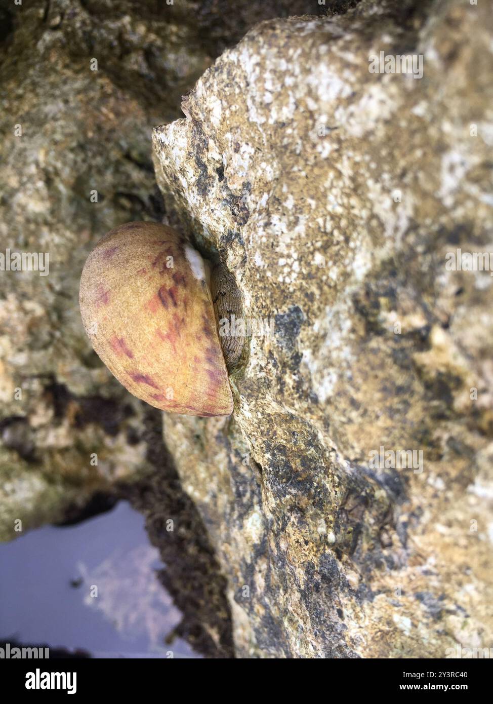 Bleeding tooth nerita hi-res stock photography and images - Alamy