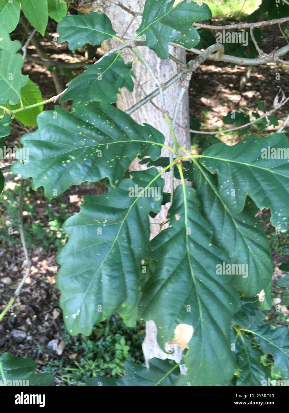 sessile oak (Quercus petraea) Plantae Stock Photo - Alamy