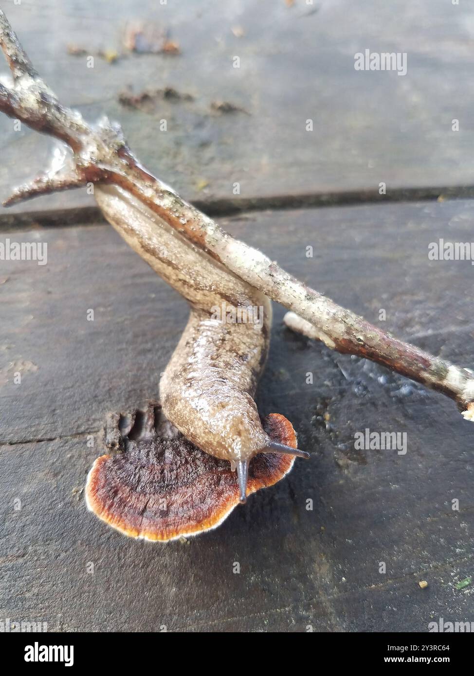 Changeable Mantleslug (Megapallifera mutabilis) Mollusca Stock Photo ...