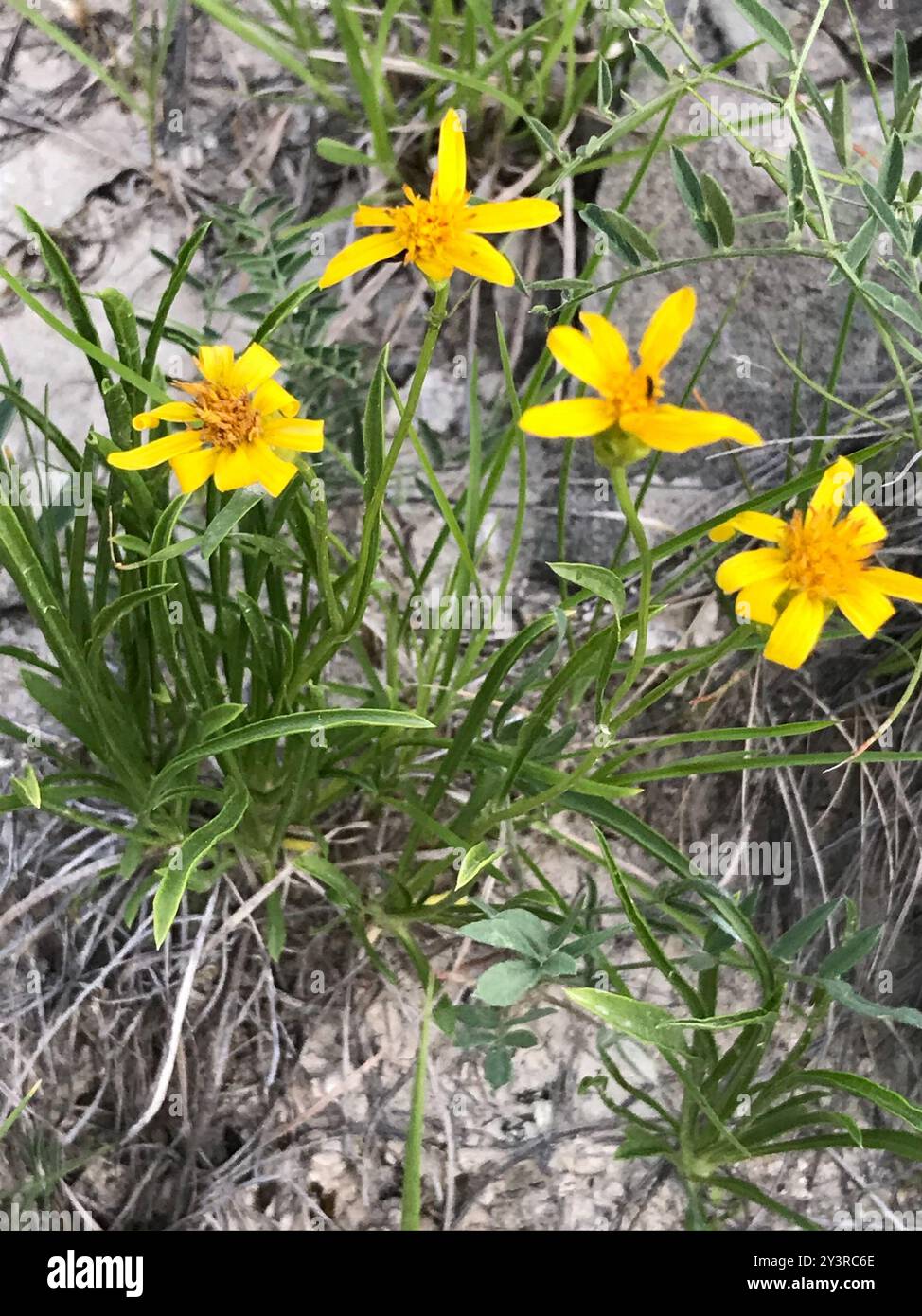 Thrift Mock Goldenweed (Stenotus armerioides) Plantae Stock Photo - Alamy
