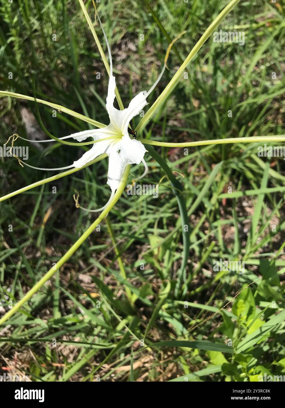 Alligator lily (Hymenocallis palmeri) Plantae Stock Photo - Alamy