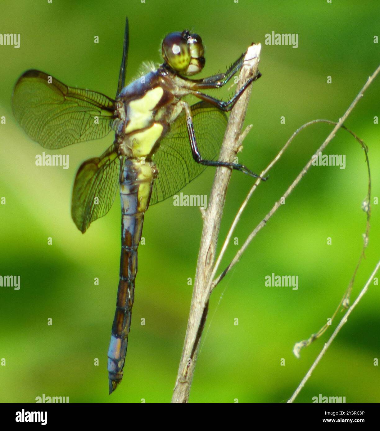 Yellow-sided Skimmer (Libellula flavida) Insecta Stock Photo - Alamy