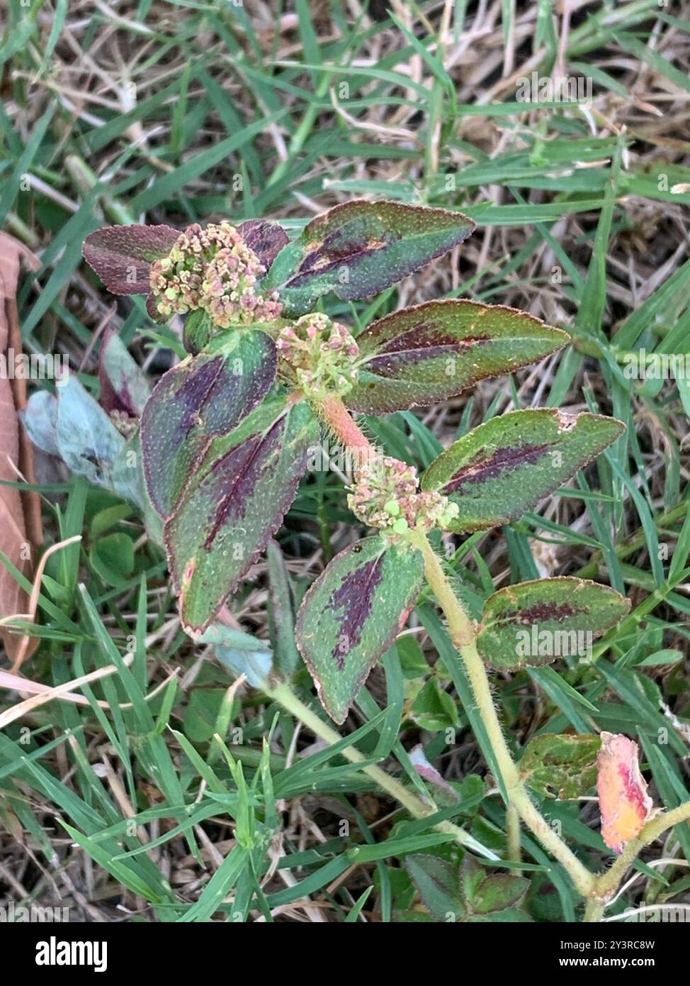 Asthma plant (Euphorbia hirta) Plantae Stock Photo - Alamy