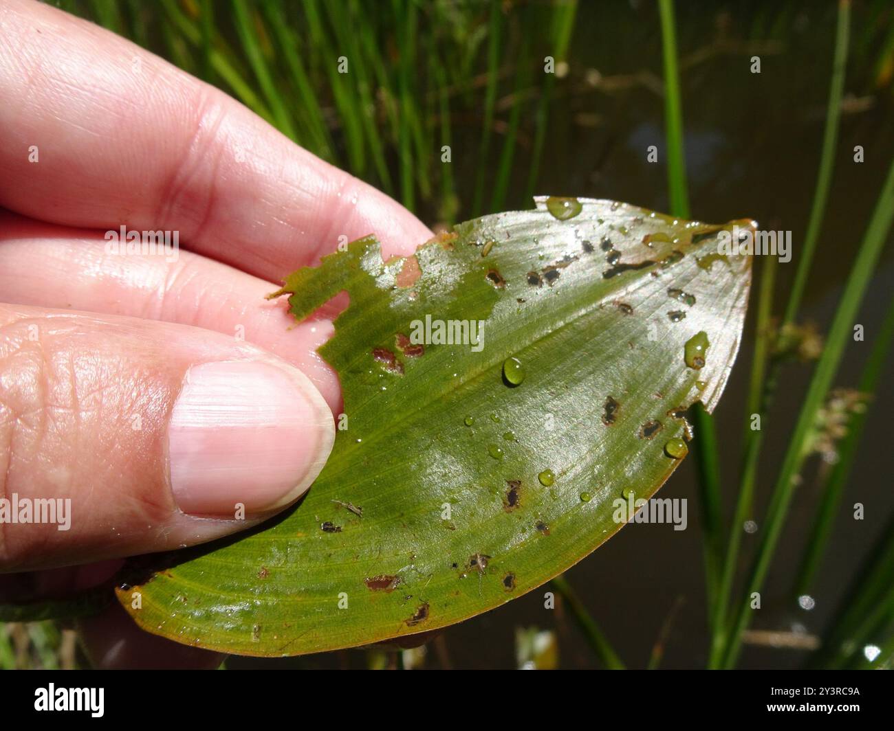floating-leaved pondweed (Potamogeton natans) Plantae Stock Photo - Alamy