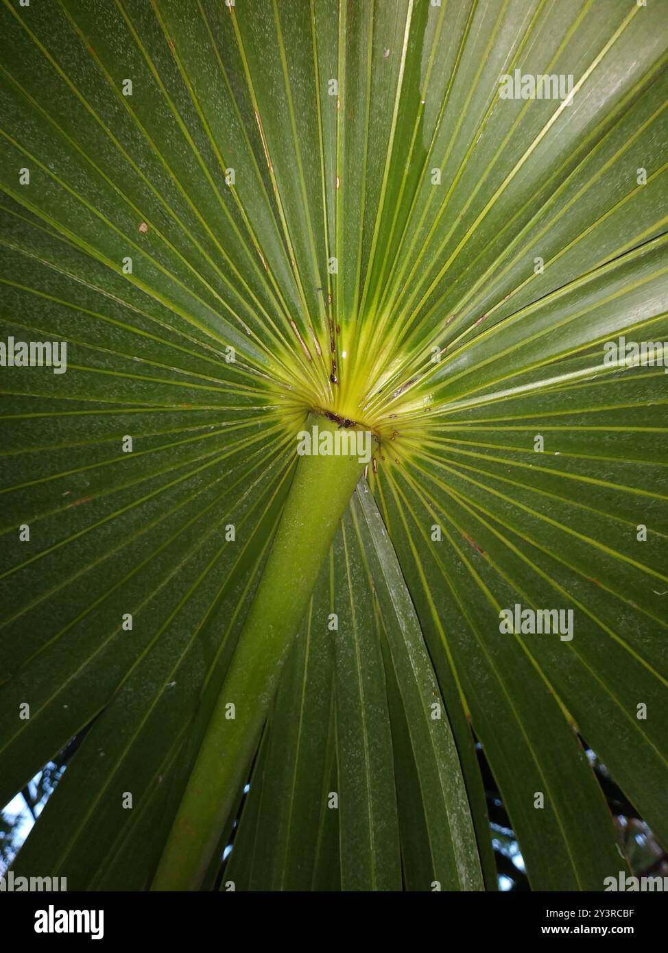 Florida Thatch Palm (Thrinax radiata) Plantae Stock Photo - Alamy