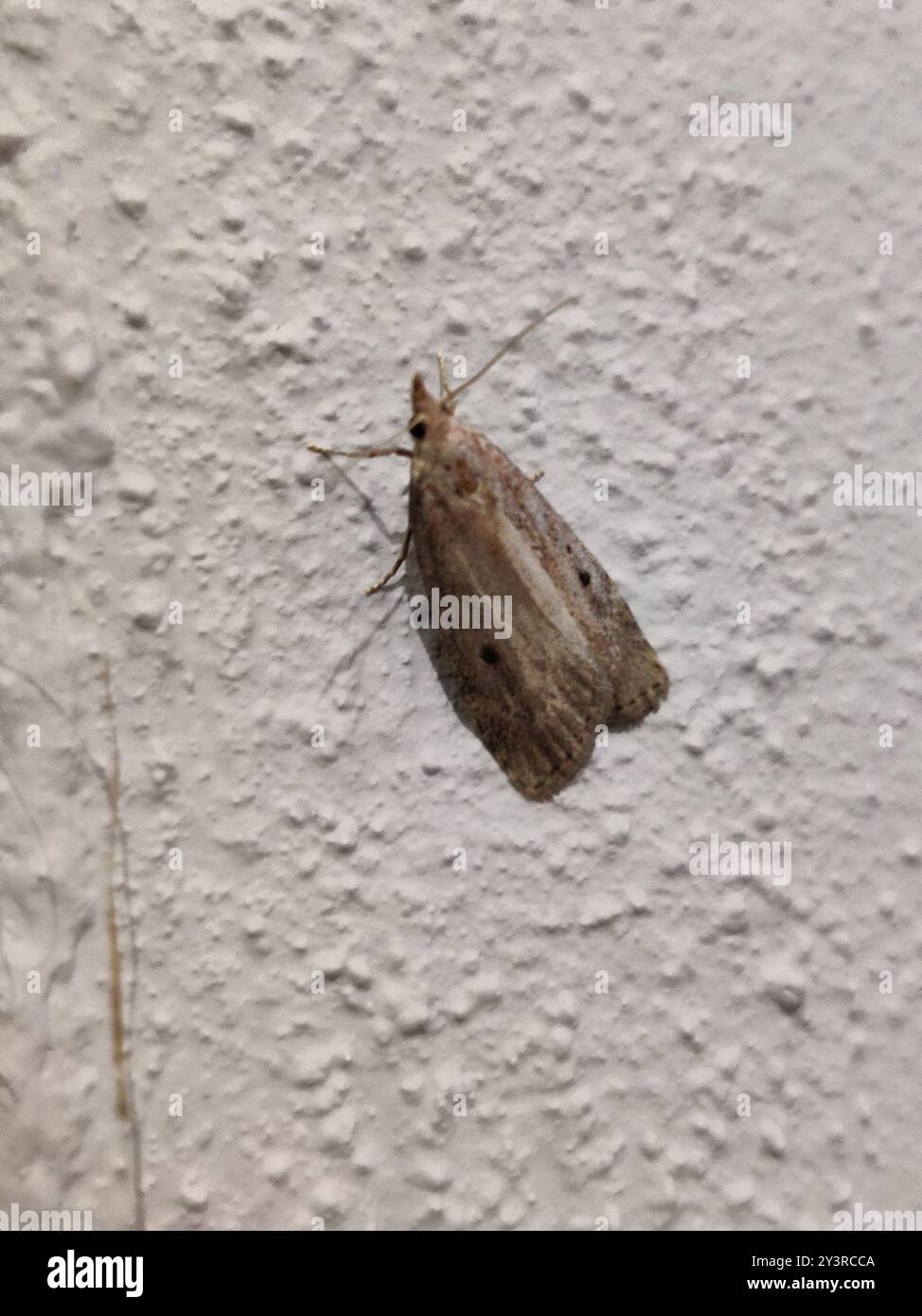 Bee Moth (Aphomia sociella) Insecta Stock Photo - Alamy