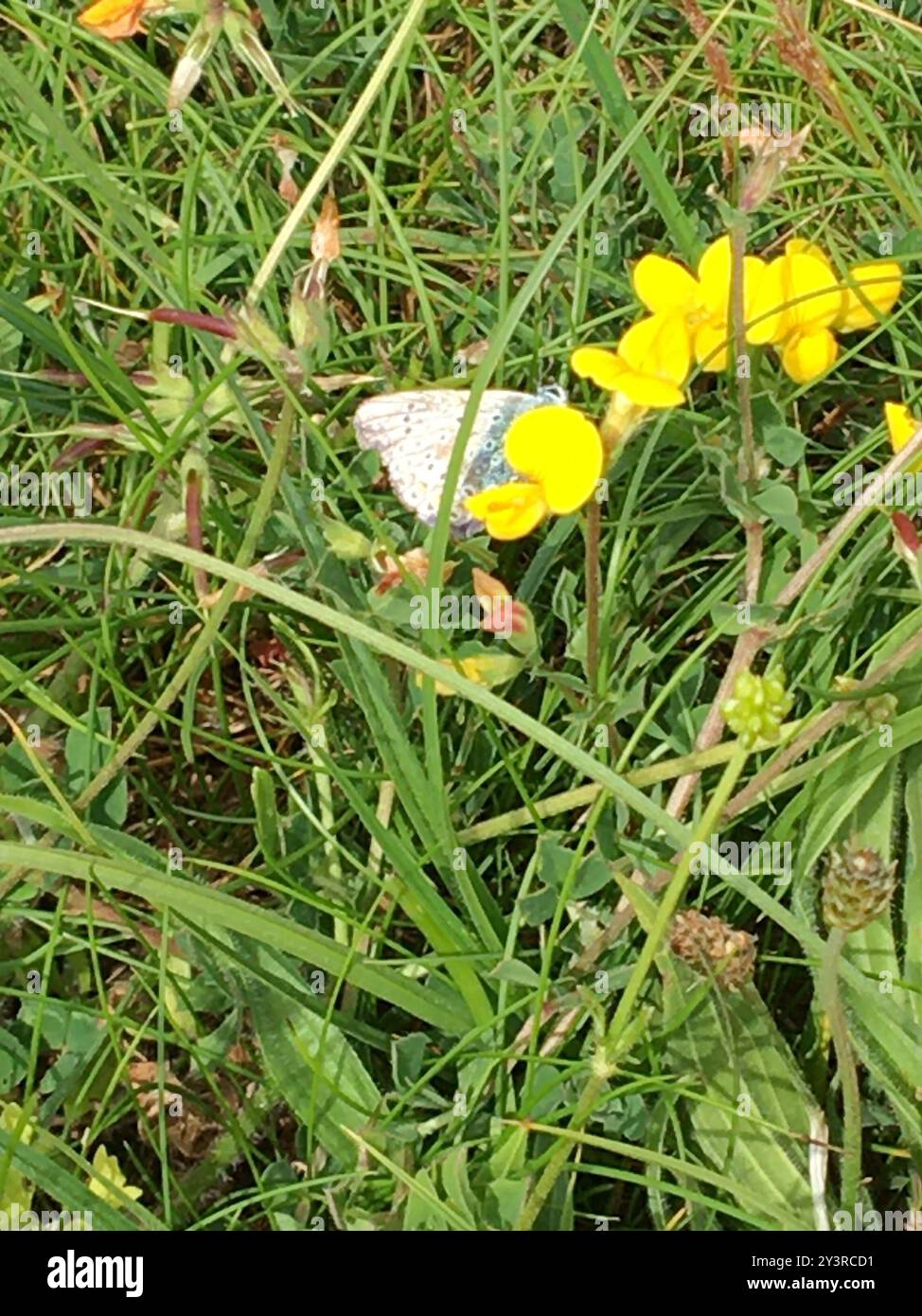 Common Blue (Polyommatus icarus) Insecta Stock Photo - Alamy
