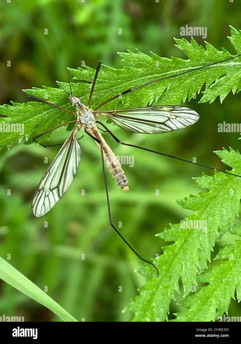 black-striped cranefly (Tipula vernalis) Insecta Stock Photo - Alamy