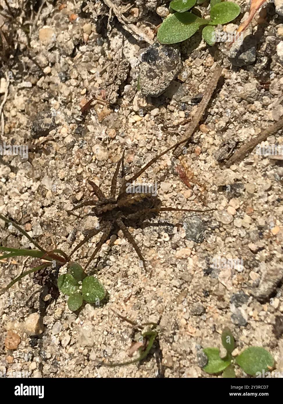 Thin-legged Wolf Spiders (Pardosa) Arachnida Stock Photo - Alamy