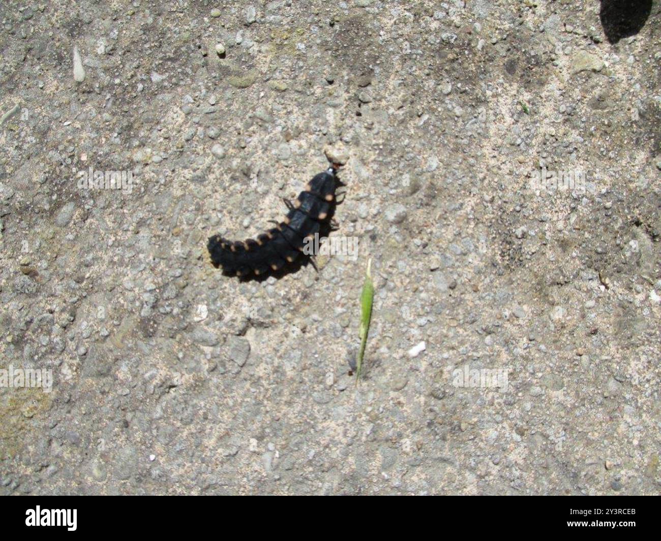 European Glow-worm (Lampyris noctiluca) Insecta Stock Photo - Alamy