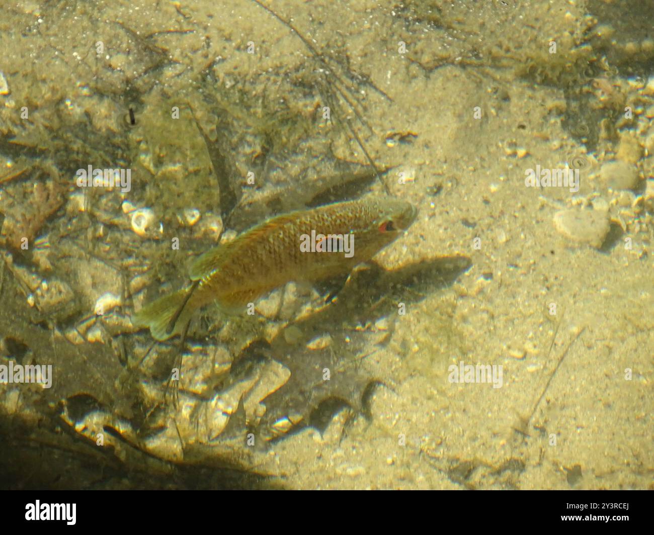 Northern Sunfish (Lepomis peltastes) Actinopterygii Stock Photo - Alamy