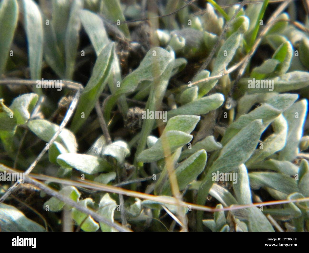 Low Pussytoes (Antennaria dimorpha) Plantae Stock Photo - Alamy