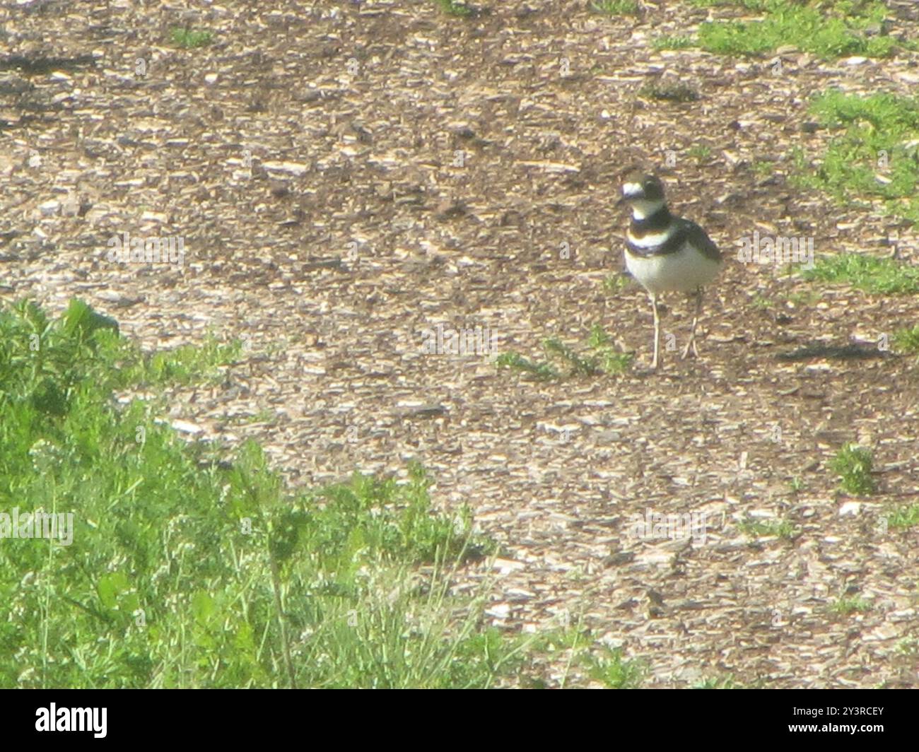 Killdeer (Charadrius vociferus) Aves Stock Photo - Alamy