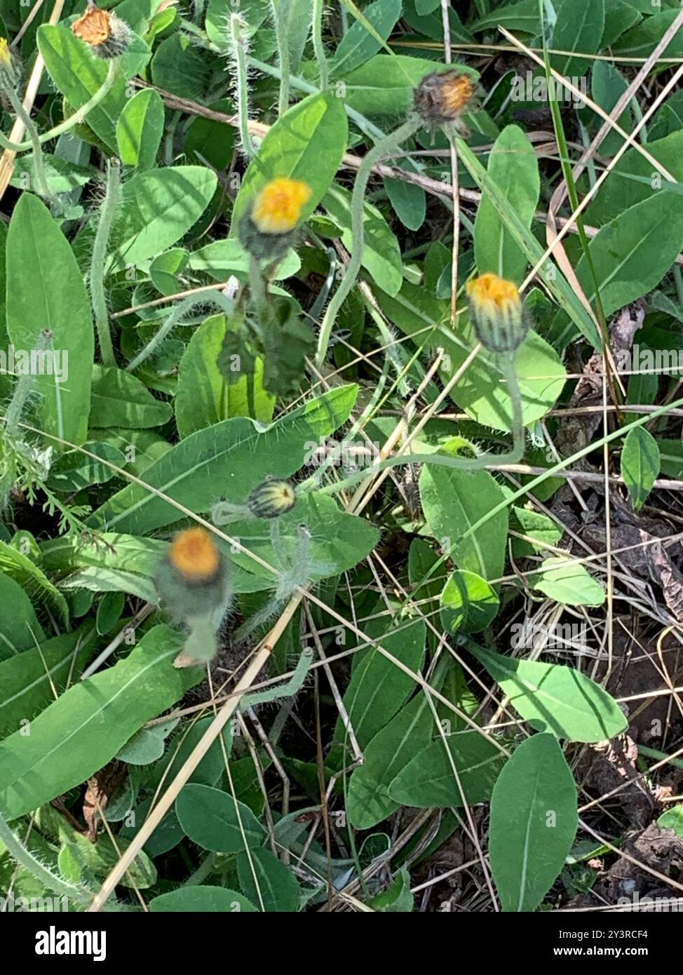 mouse-eared hawkweed (Pilosella officinarum) Plantae Stock Photo - Alamy