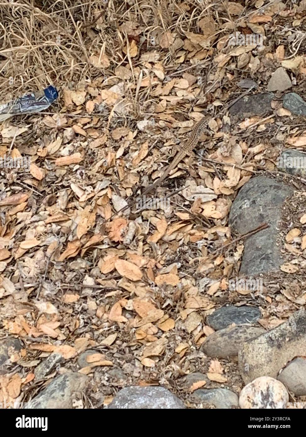 Western Whiptail (Aspidoscelis tigris) Reptilia Stock Photo - Alamy