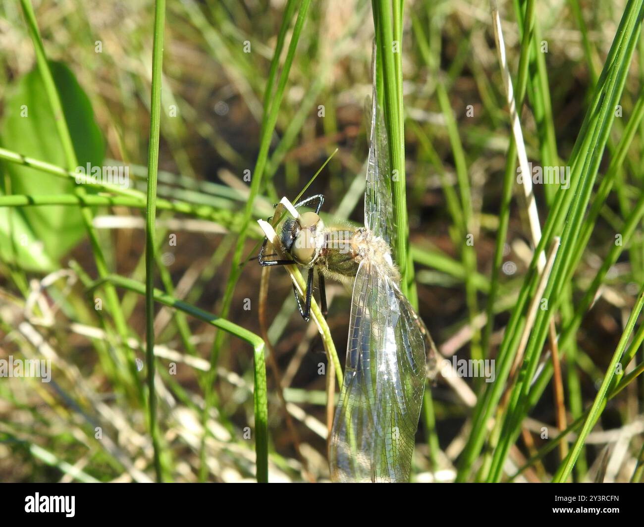 Downy Emerald (Cordulia aenea) Insecta Stock Photo - Alamy
