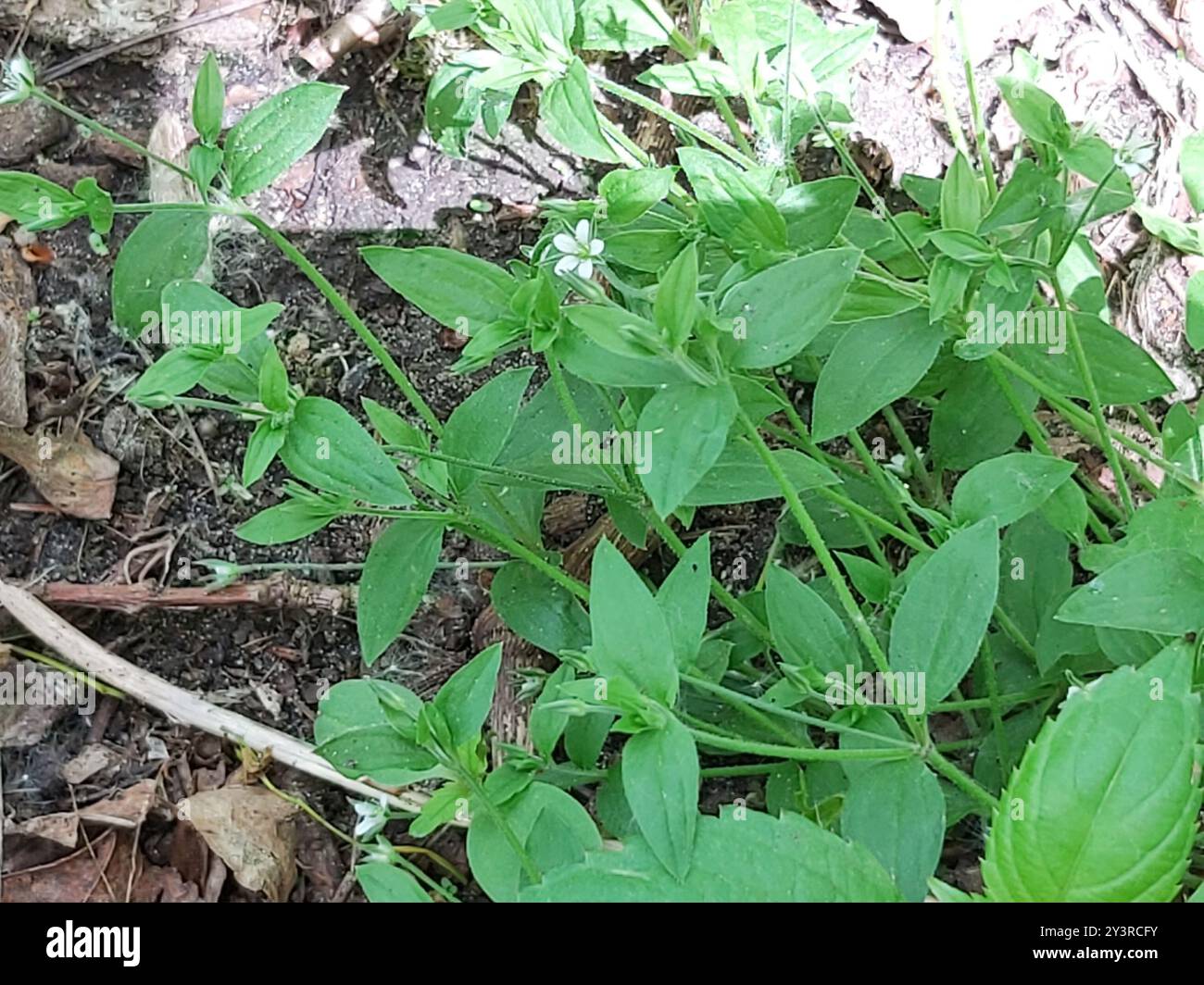 Three-nerved Sandwort (Moehringia trinervia) Plantae Stock Photo - Alamy