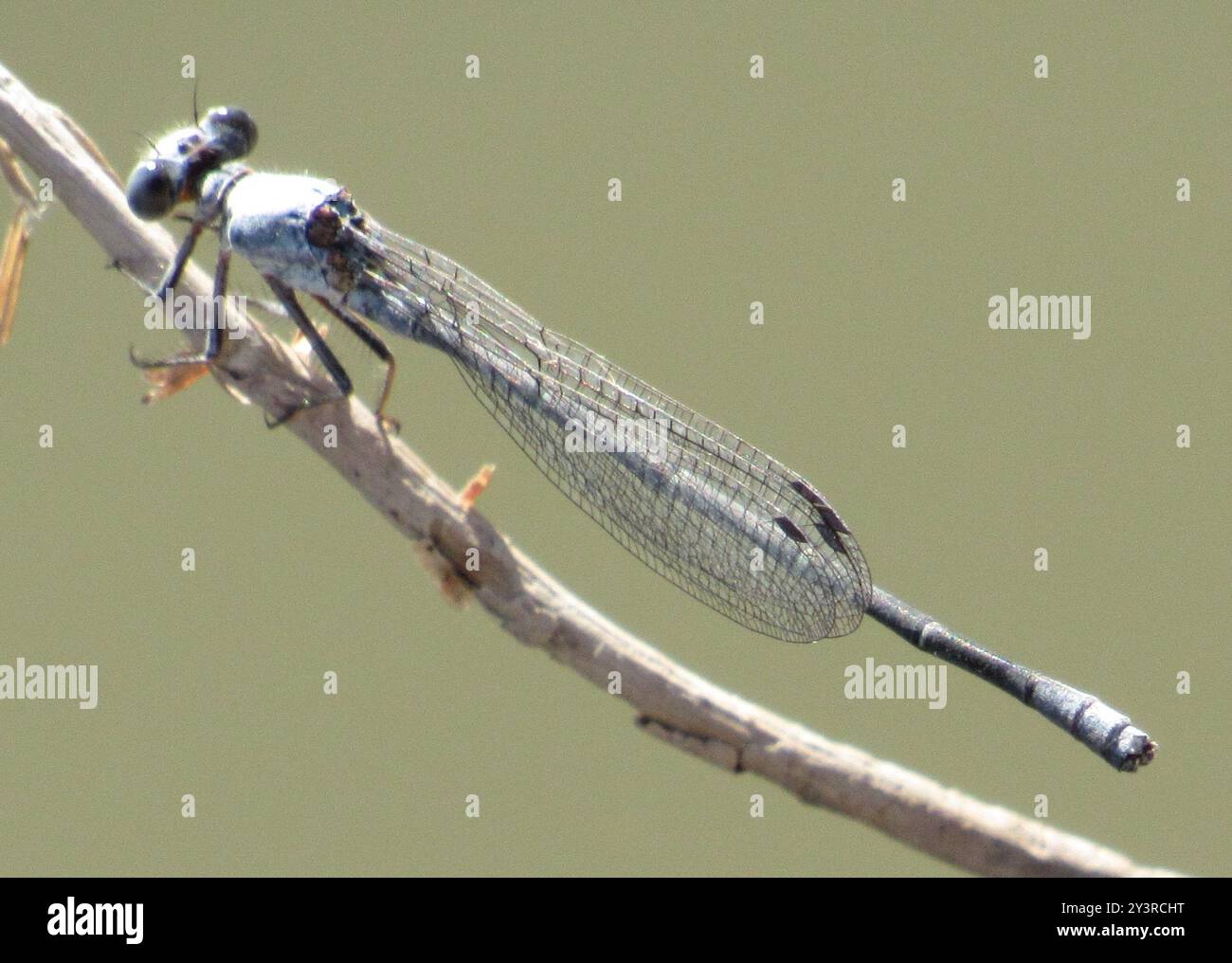 Powdered Dancer (Argia moesta) Insecta Stock Photo - Alamy