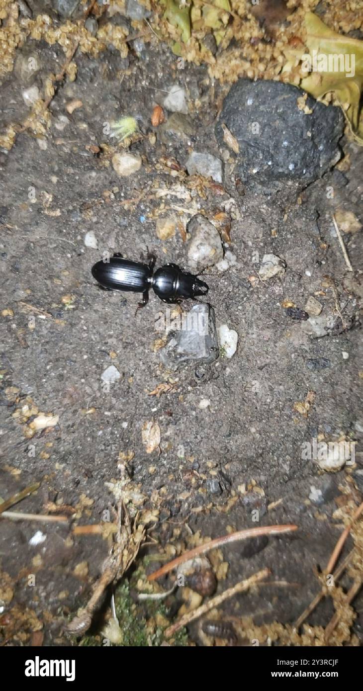 Big-headed Ground Beetle (Scarites subterraneus) Insecta Stock Photo ...