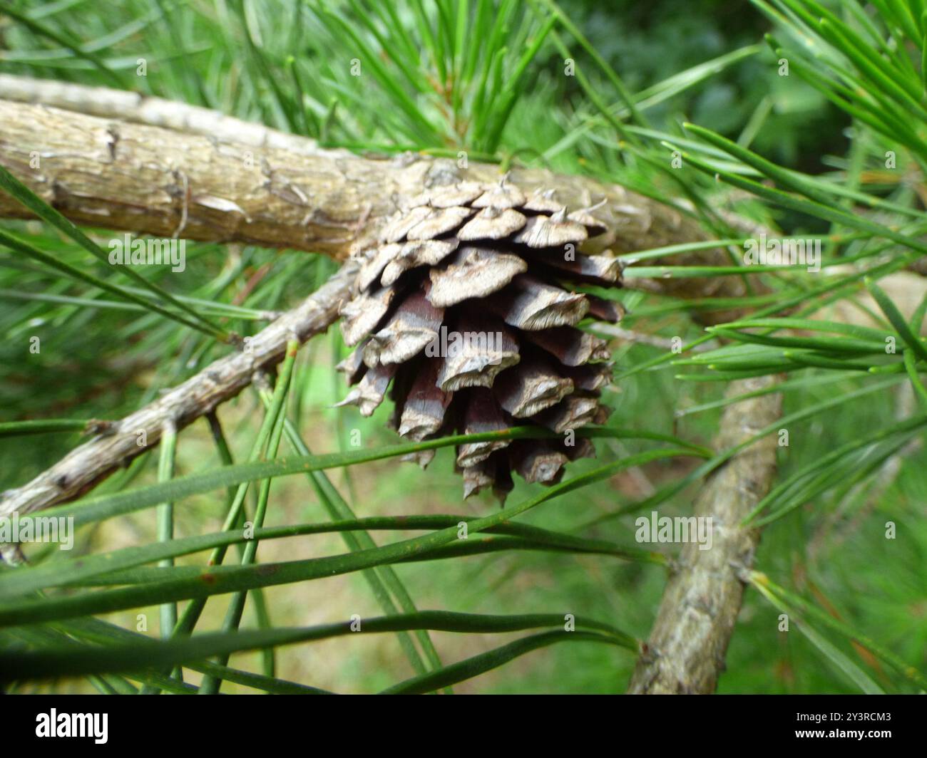 Virginia pine (Pinus virginiana) Plantae Stock Photo - Alamy