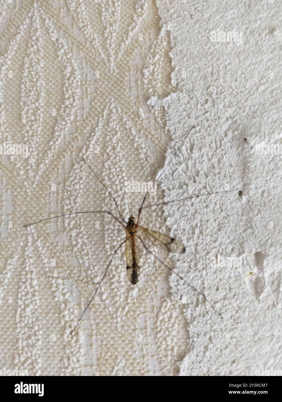 Large Crane Flies (Tipulidae) Insecta Stock Photo - Alamy