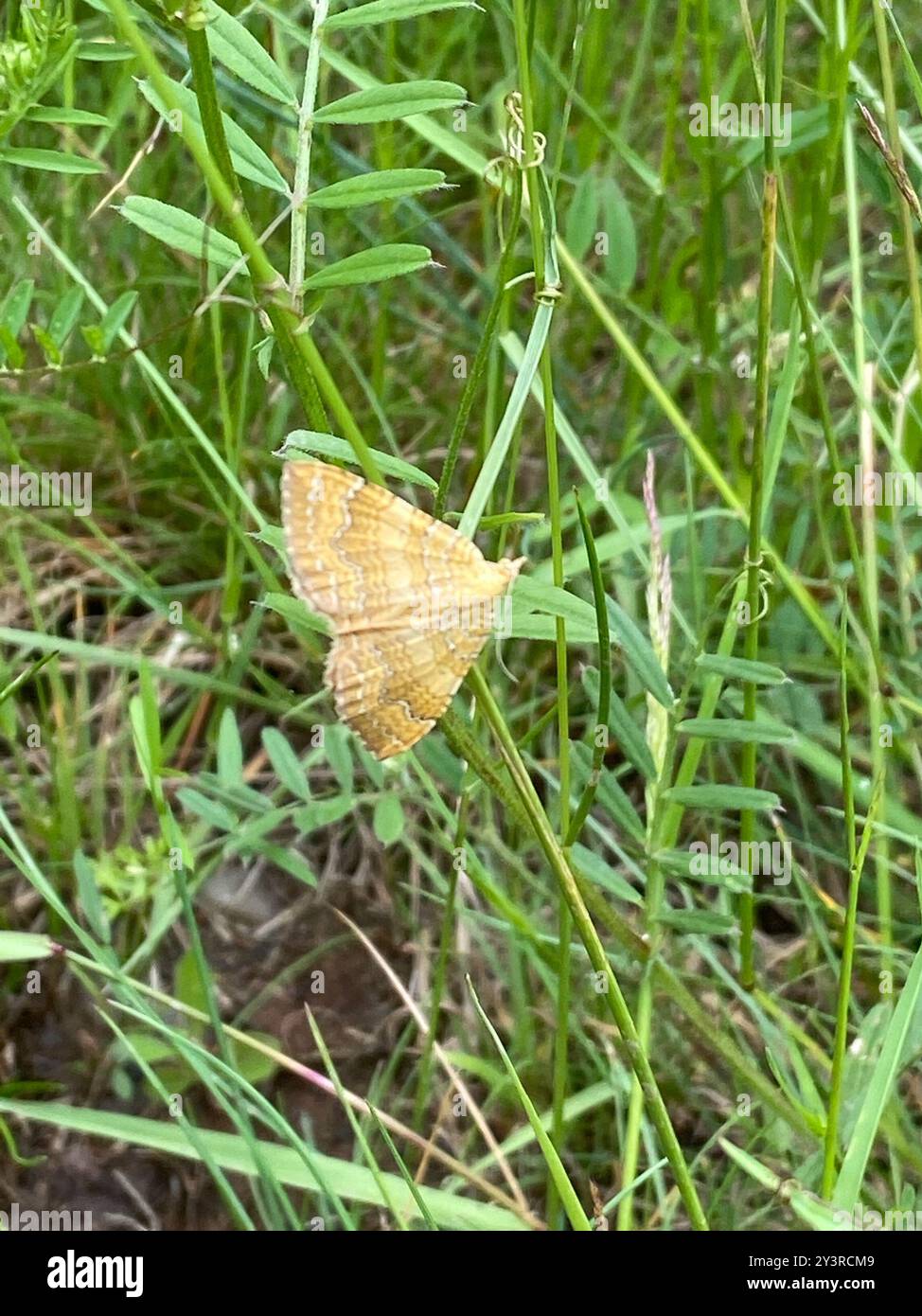 Yellow Shell Moth (Camptogramma bilineata) Insecta Stock Photo - Alamy