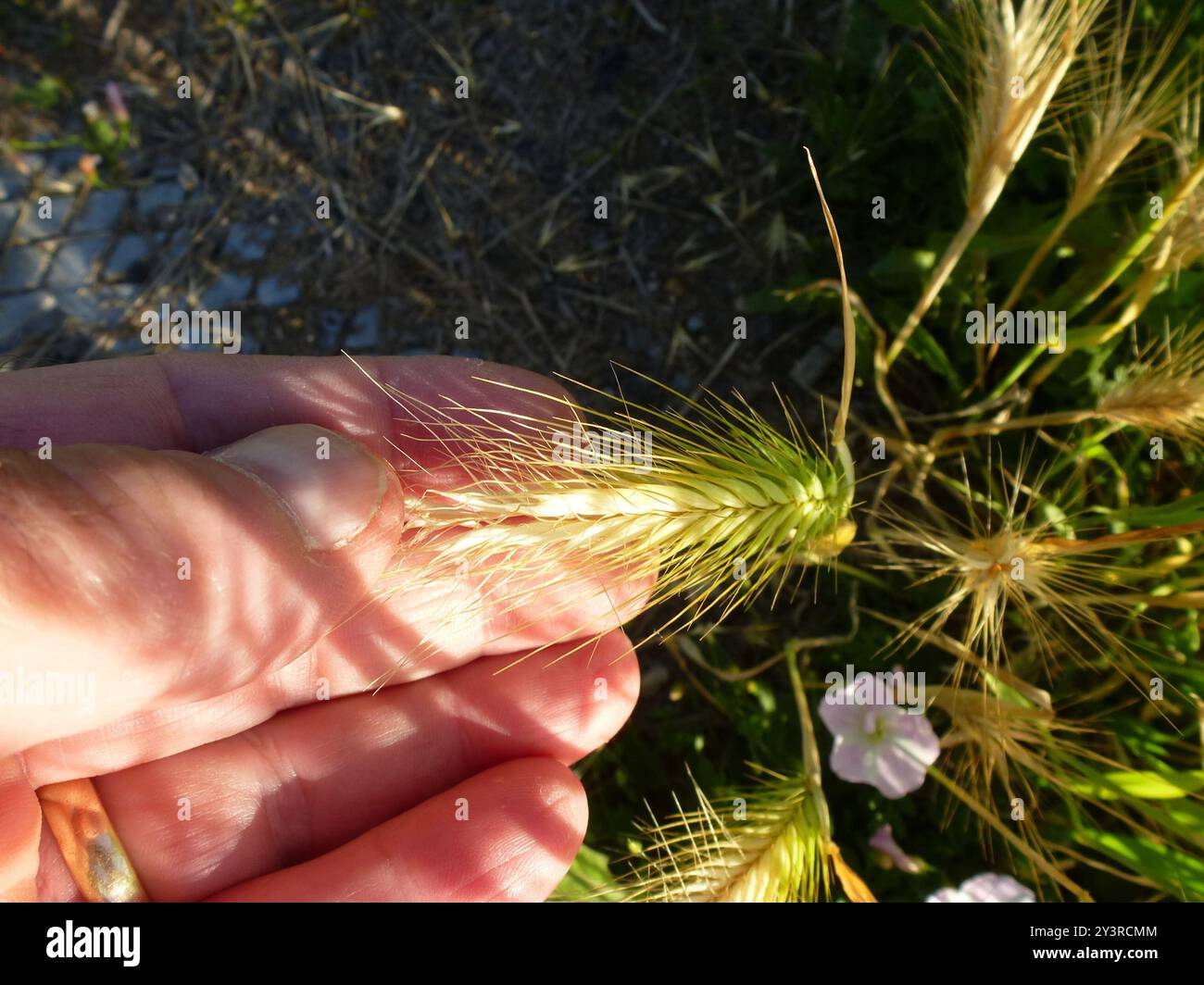 wall barley (Hordeum murinum) Plantae Stock Photo - Alamy