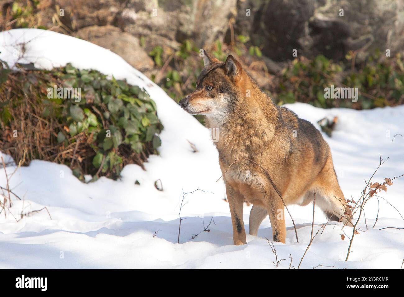 Wolf canis lupus standing hi-res stock photography and images - Alamy