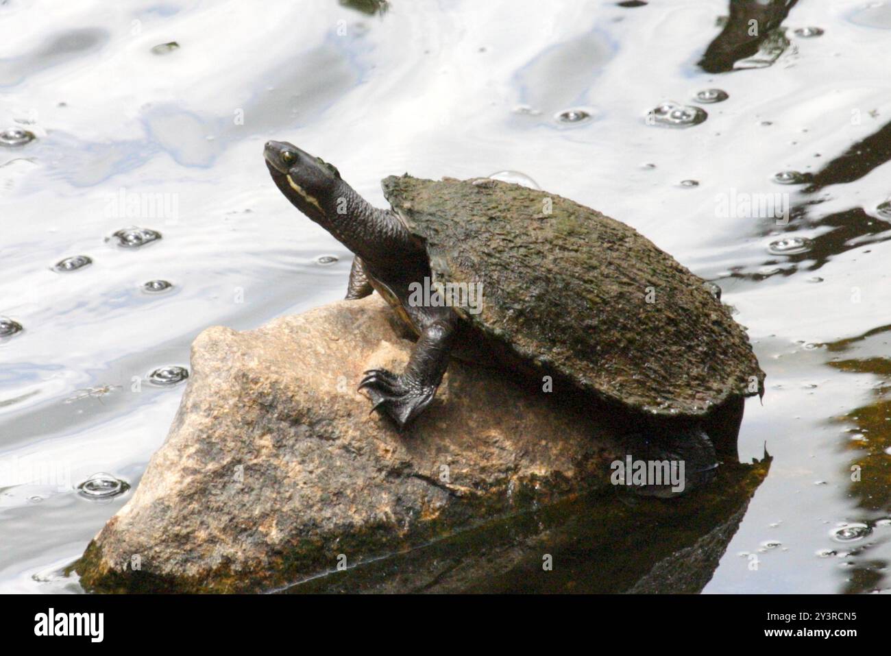 Eastern Short-necked Turtle (Emydura macquarii) Reptilia Stock Photo ...