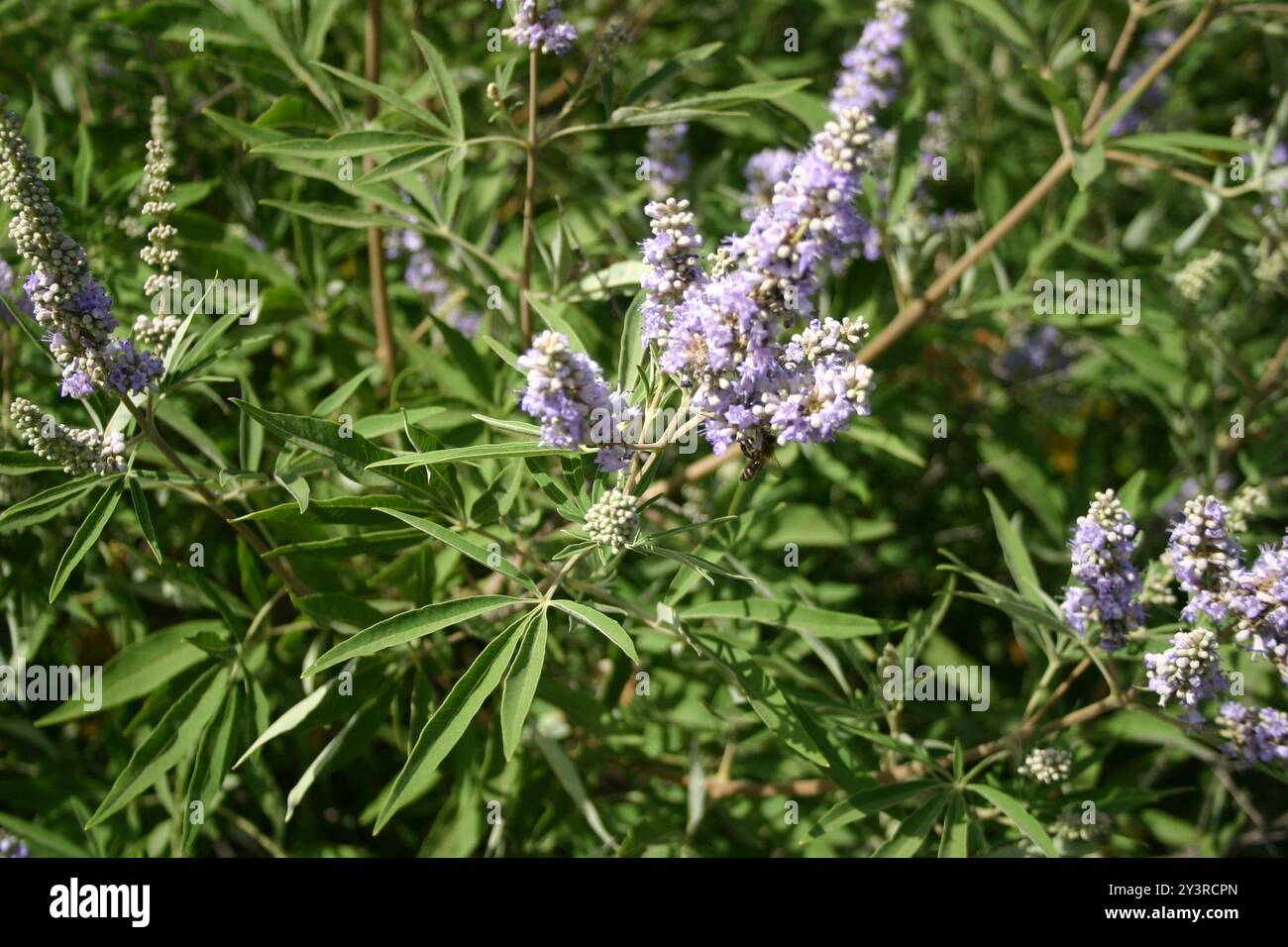 Lilac chaste tree (Vitex agnus-castus) Plantae Stock Photo - Alamy