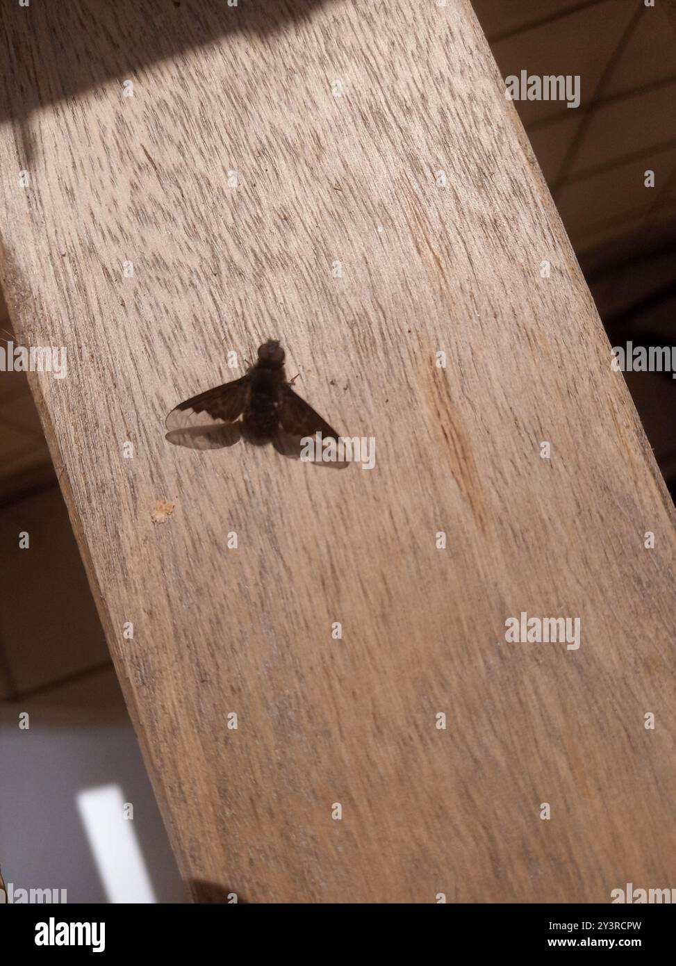Black Banded Bee Fly (Hemipenthes morio) Insecta Stock Photo - Alamy