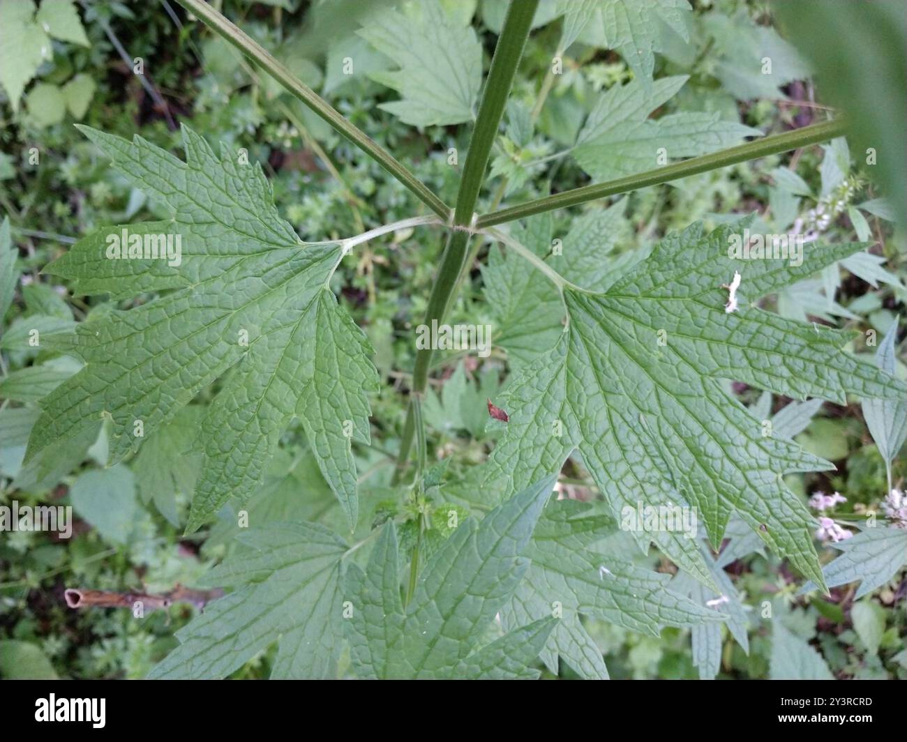 common motherwort (Leonurus cardiaca) Plantae Stock Photo - Alamy