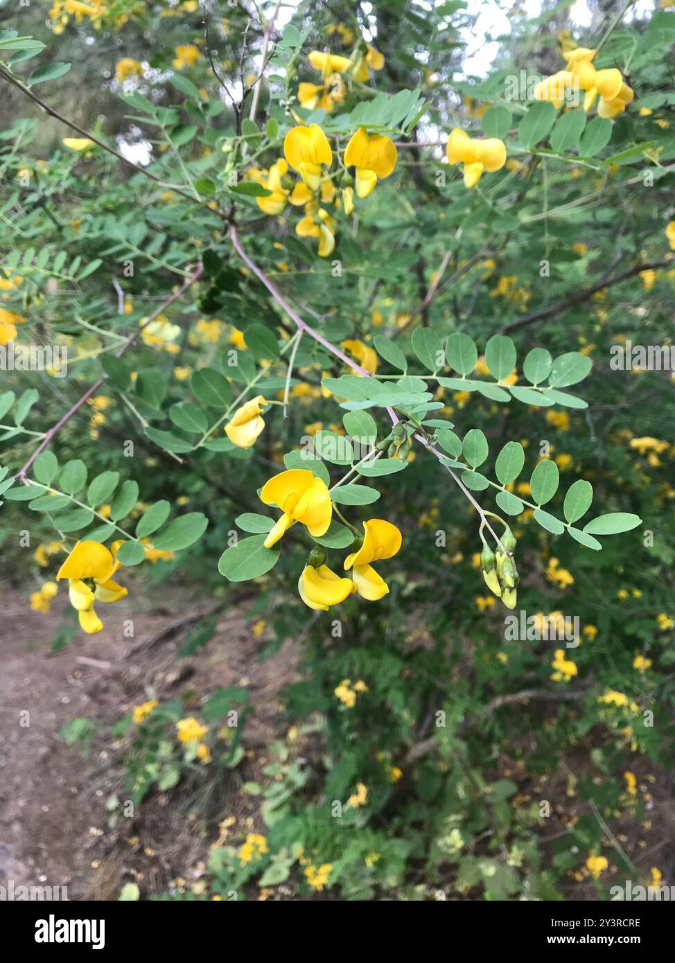 Bladder-senna (Colutea arborescens) Plantae Stock Photo - Alamy