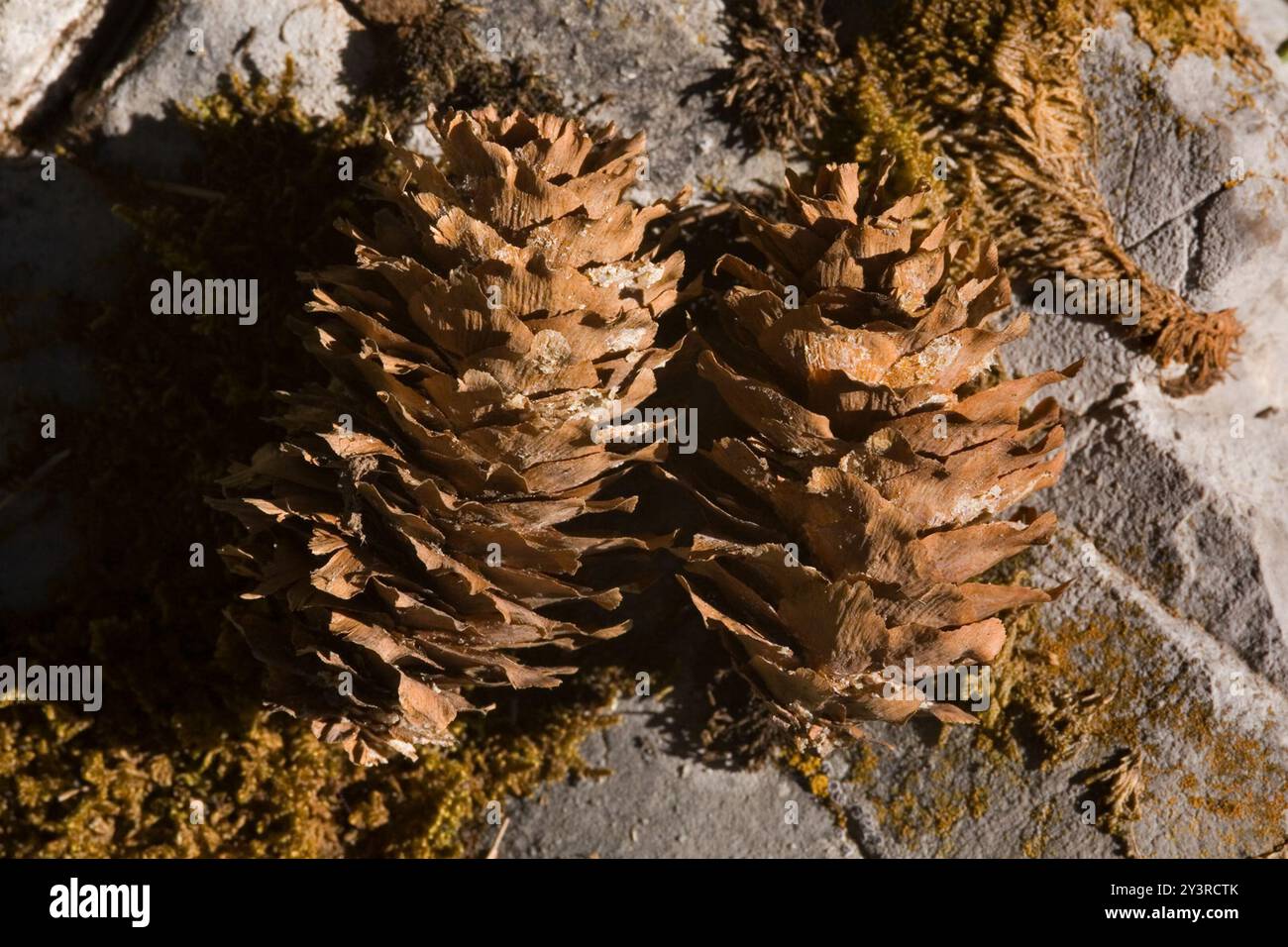 Engelmann spruce (Picea engelmannii) Plantae Stock Photo - Alamy