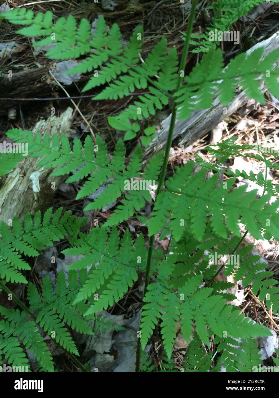 triploid wood fern (Dryopteris × triploidea) Plantae Stock Photo - Alamy
