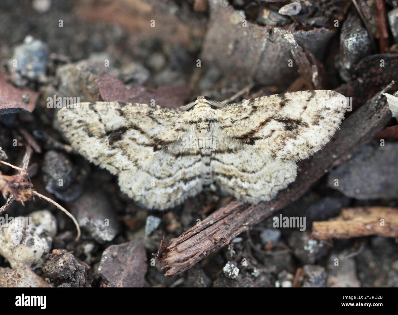 Geometer Moths (Geometridae) Insecta Stock Photo - Alamy