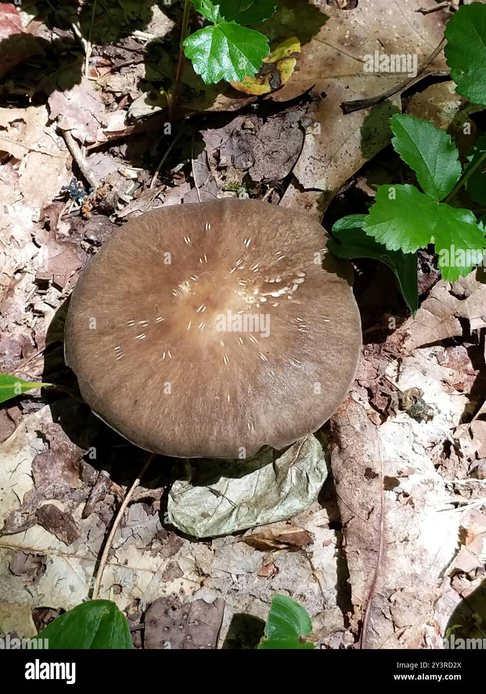 Eastern American Platterful Mushroom (Megacollybia rodmanii) Fungi ...